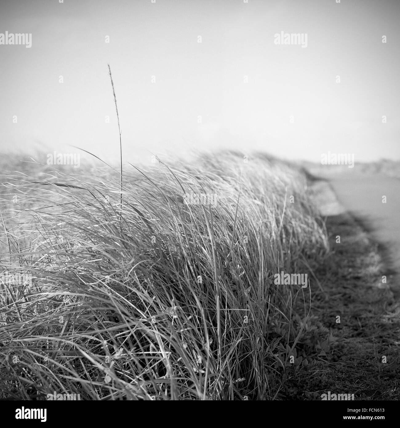 Seashore grasses hi-res stock photography and images - Alamy