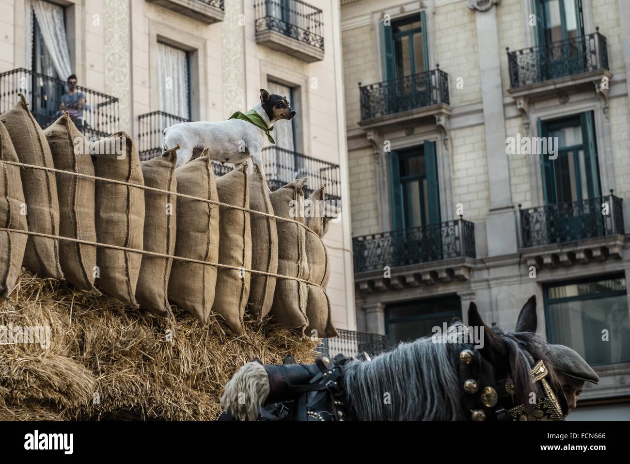 Barcelona, Catalonia, Spain. 23rd Jan, 2016. A small dog rides above a ...