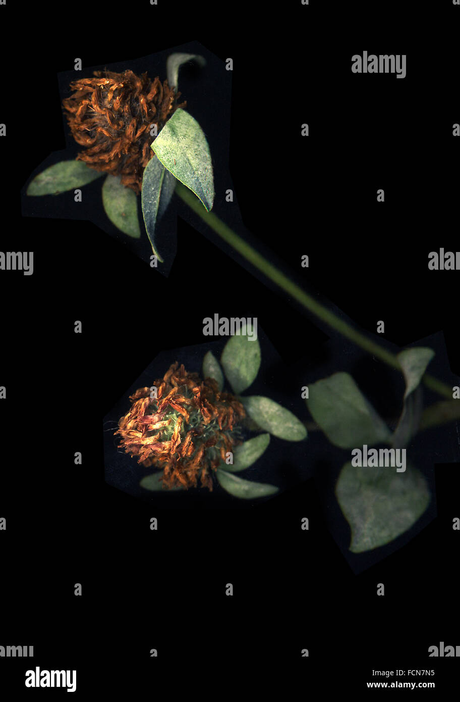 red clover dried flower Stock Photo - Alamy