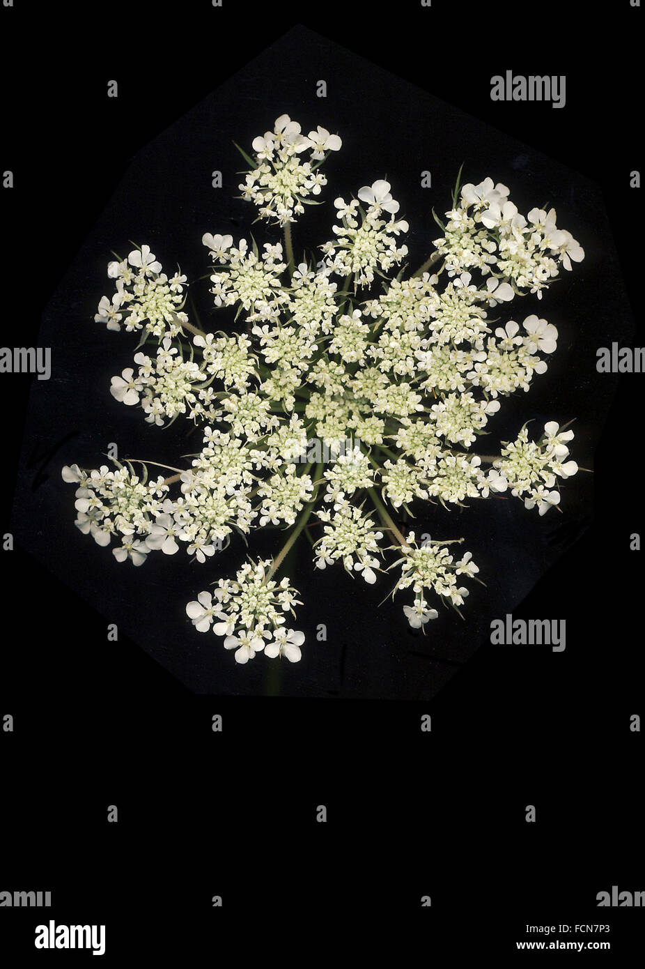 Wild carrot weed hi-res stock photography and images - Alamy