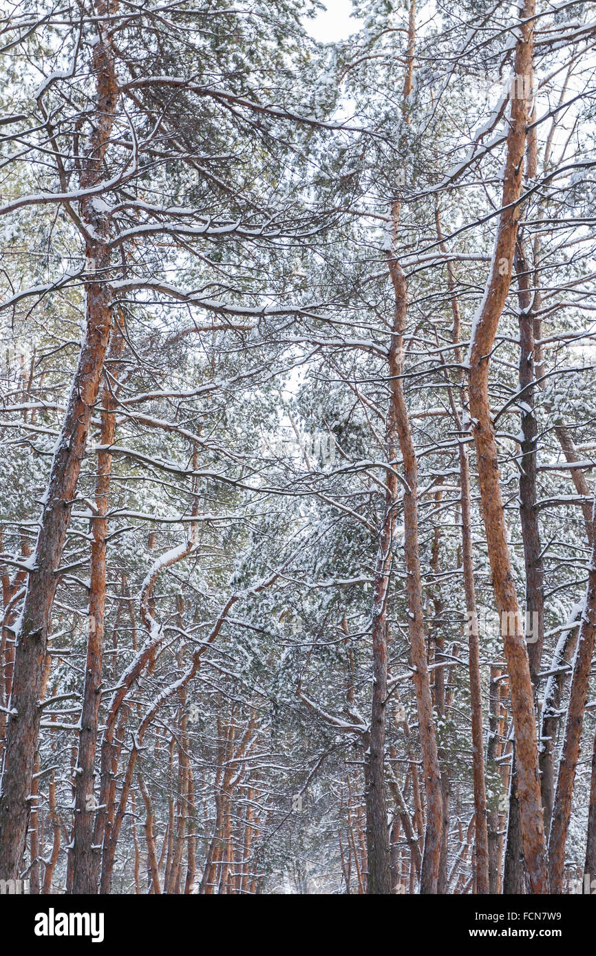 Pine trunks close up in snow hi-res stock photography and images - Alamy