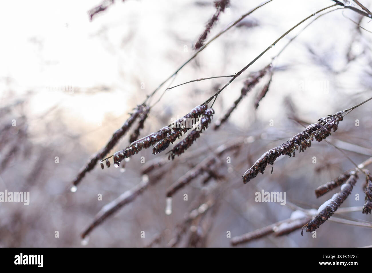 Icing bush in the wood Stock Photo - Alamy