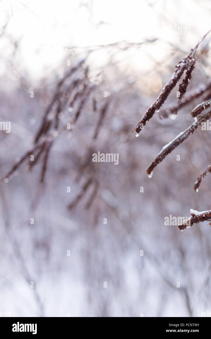 Icing bush in the wood Stock Photo - Alamy