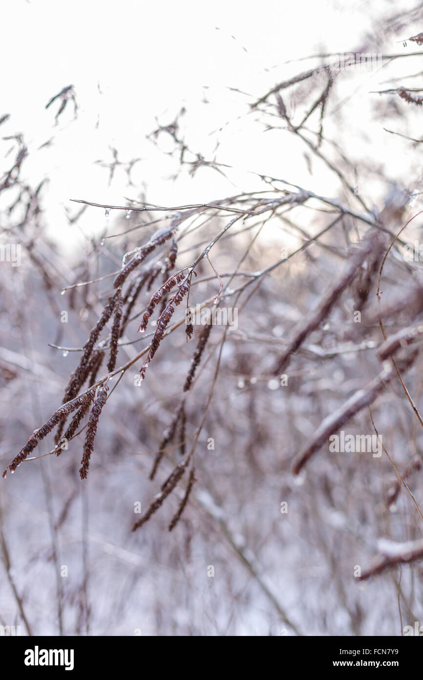 Icing bush in the wood Stock Photo - Alamy