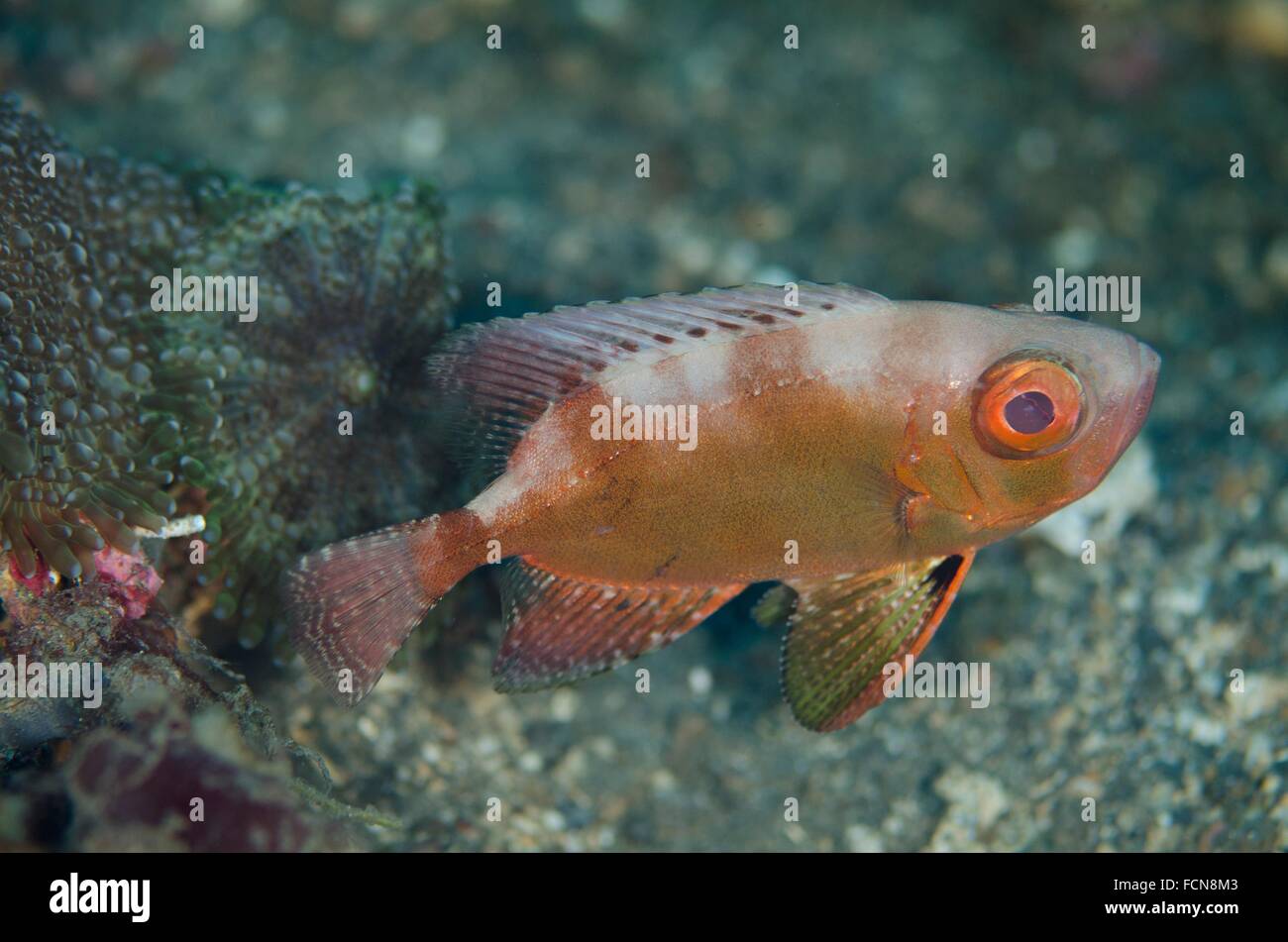 Image Sagittarius High Resolution Stock Photography and Images - Alamy