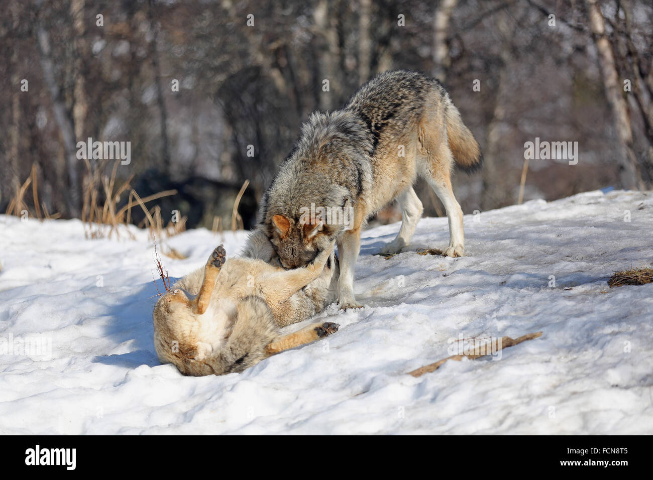 Alpha male wolf fighting hi-res stock photography and images - Alamy