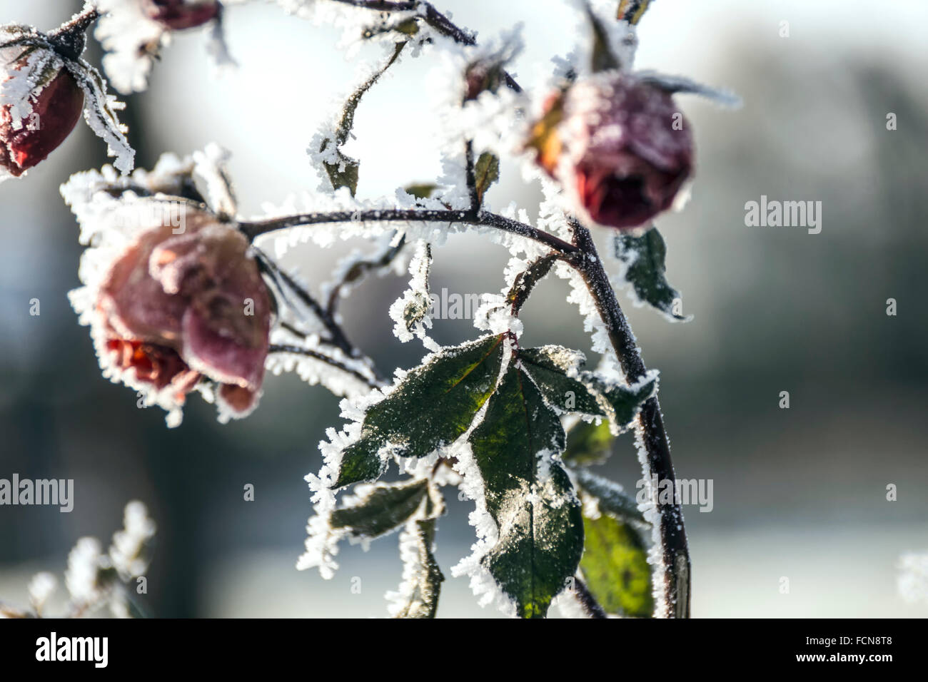 Ice and roses hi-res stock photography and images - Alamy