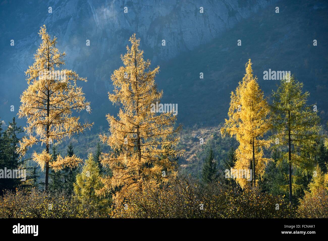 Larix canopy hi-res stock photography and images - Alamy