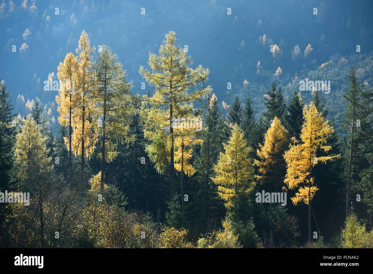 Larix canopy hi-res stock photography and images - Alamy