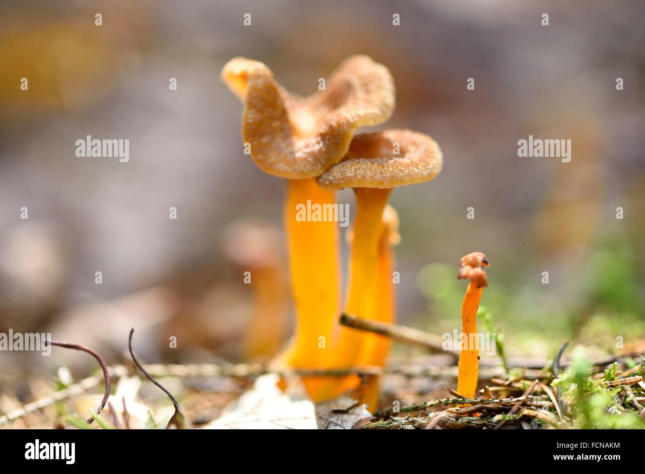 Close up yellowfoot craterellus tubaeformis in hi-res stock photography ...