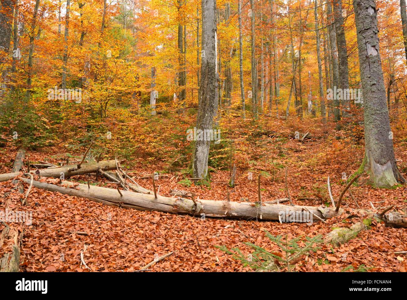 Beechwood log hi-res stock photography and images - Alamy