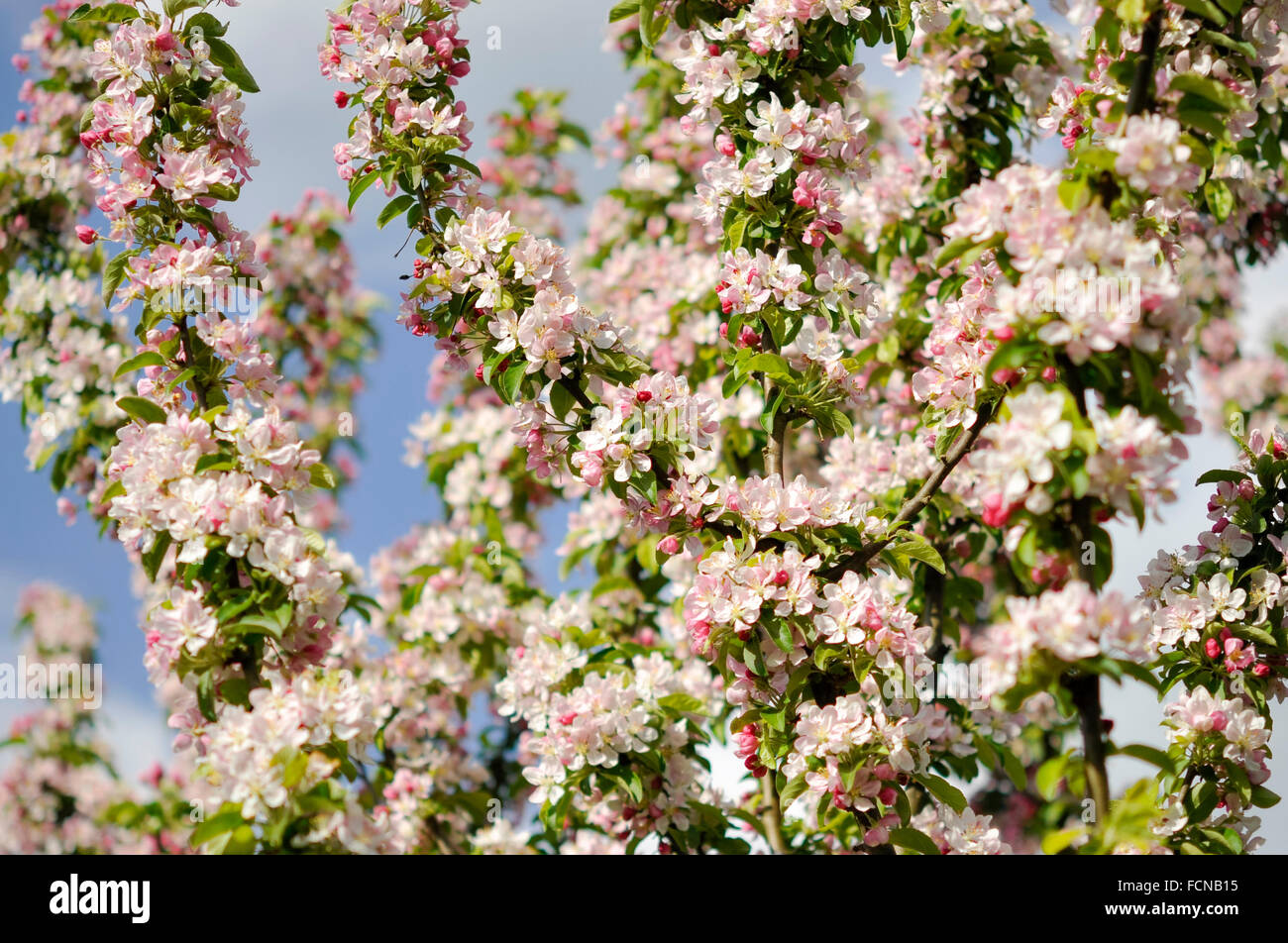 Pale pink crab apple blossom in spring sunshine Stock Photo - Alamy
