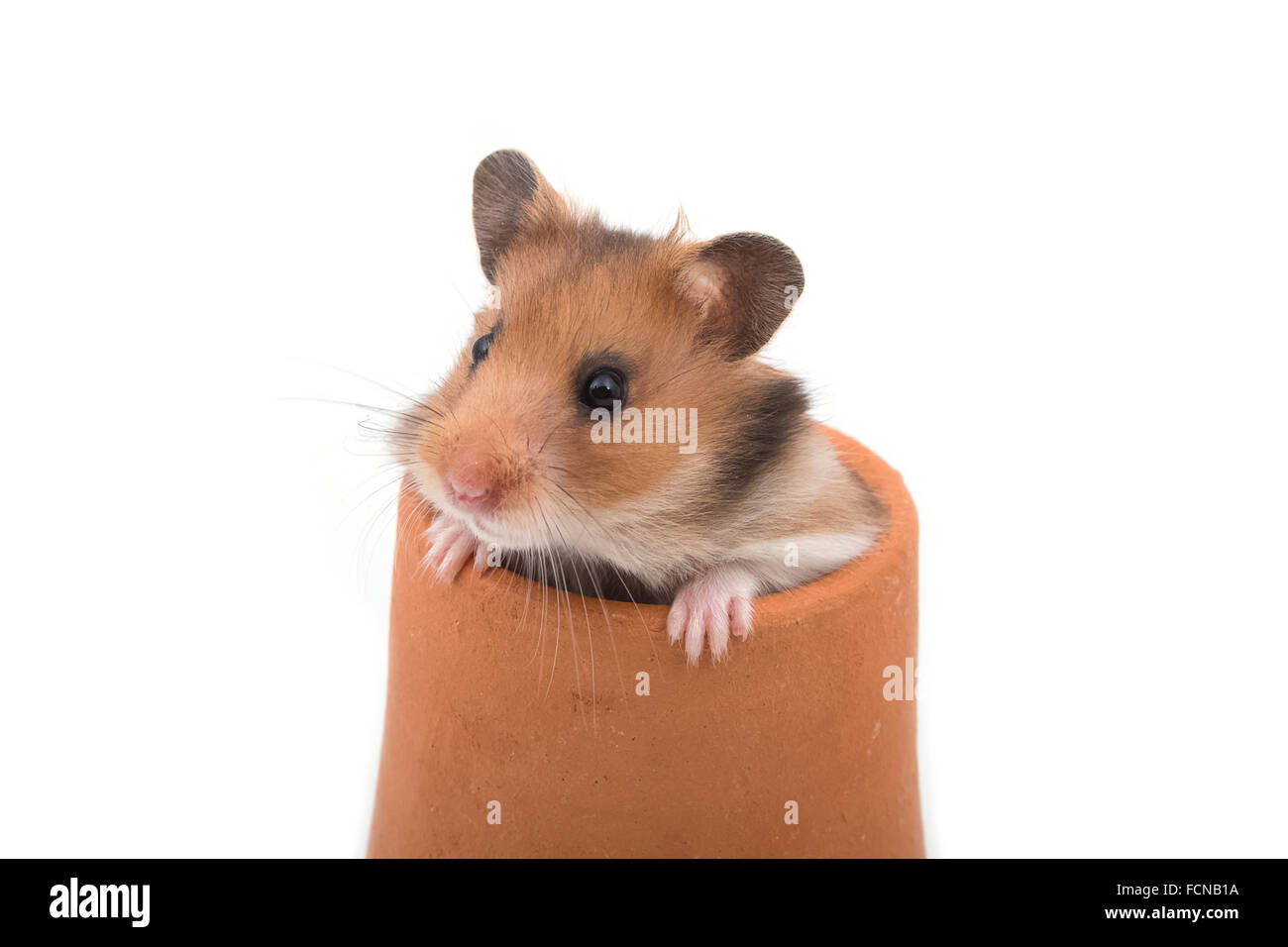 Hamster (Syrian Hamster) in clay pot on white background Stock Photo ...
