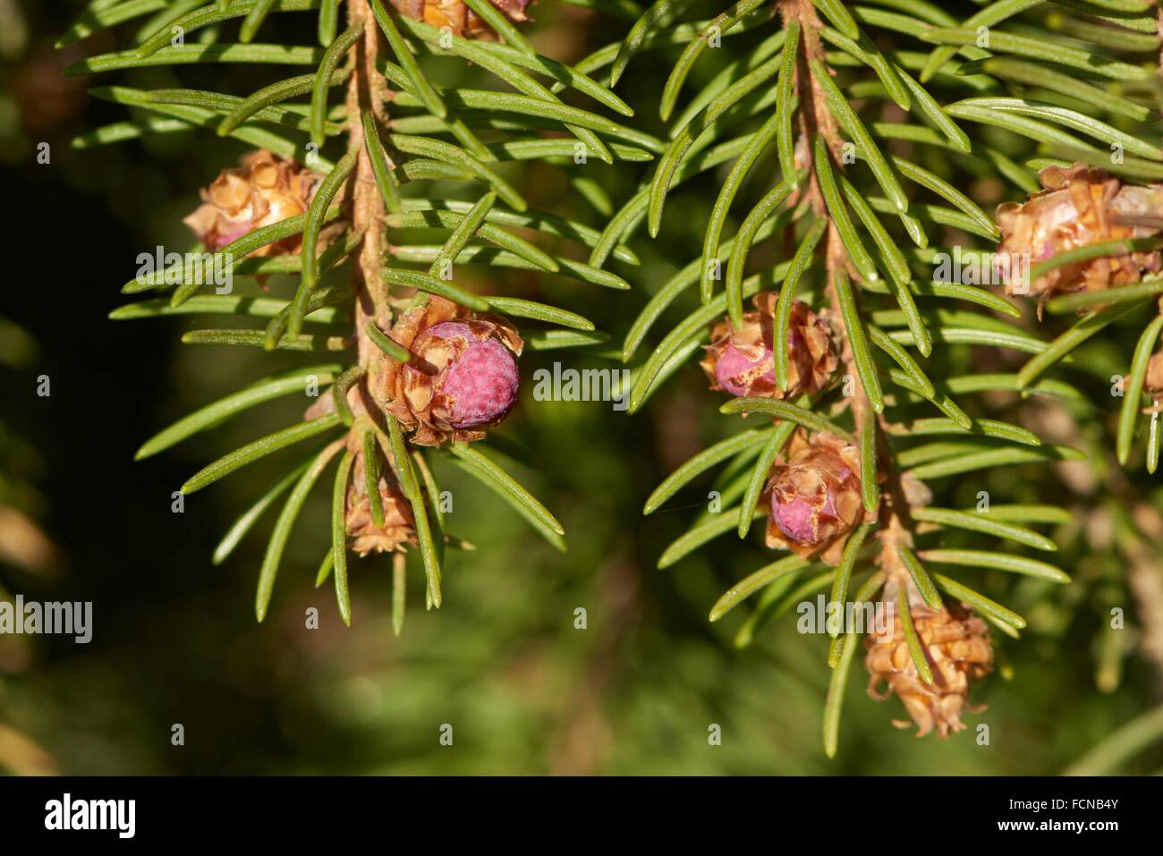 Picea abies cones hi-res stock photography and images - Alamy