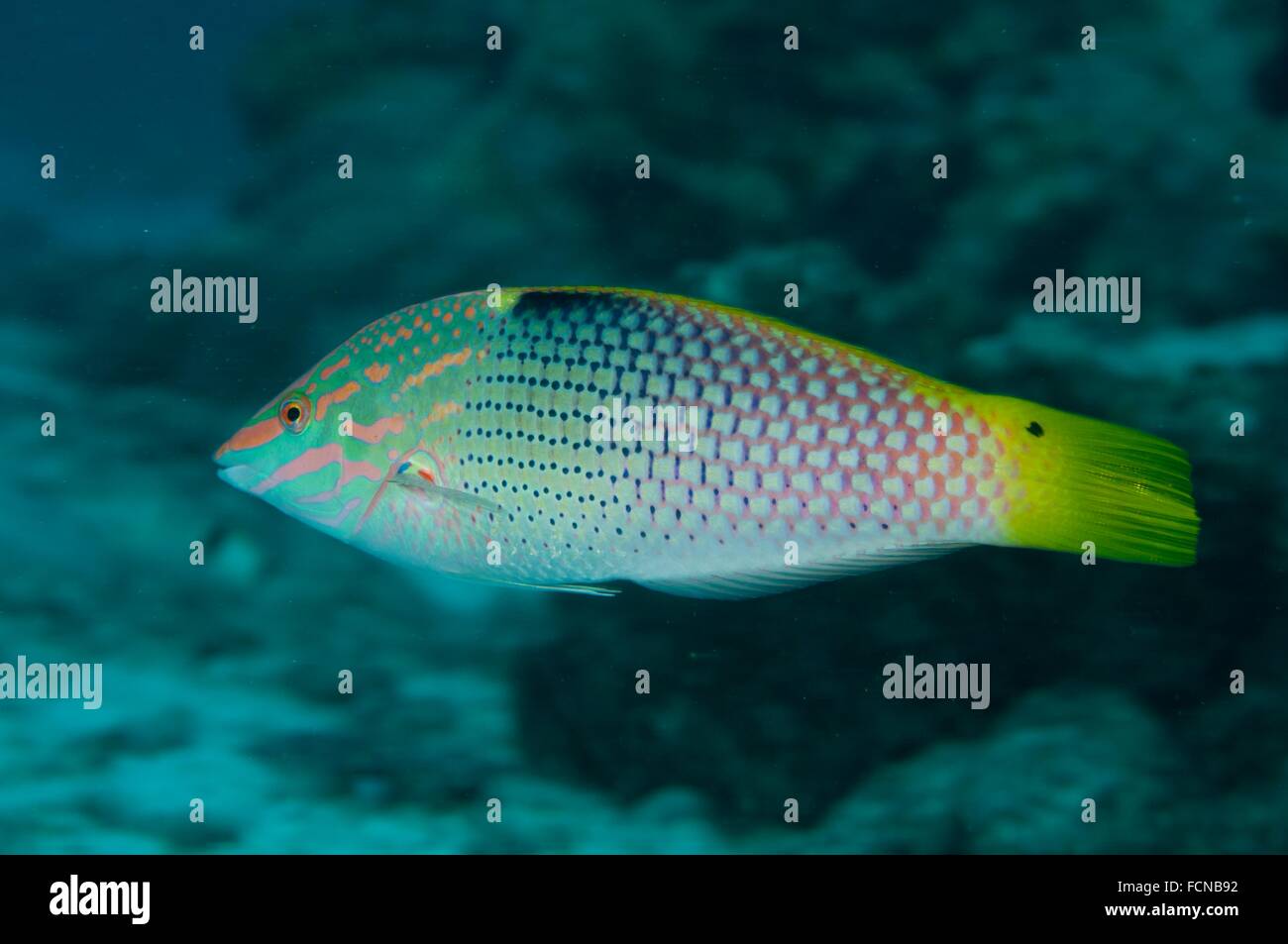 Margaret Fish High Resolution Stock Photography and Images - Alamy