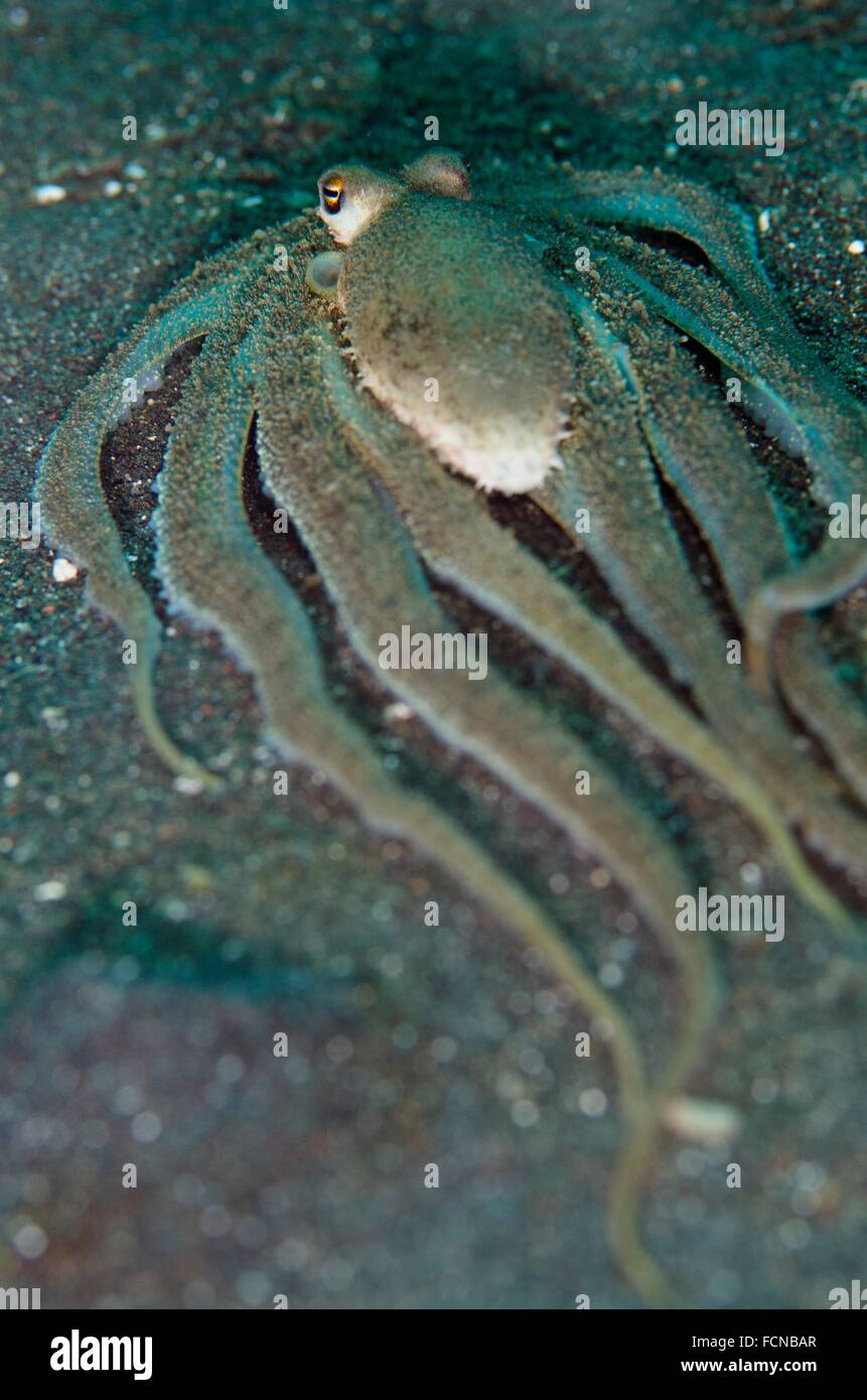 Moving octopus hi-res stock photography and images - Alamy