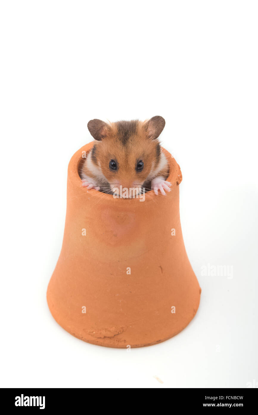 Hamster (Syrian Hamster) in clay pot on white background Stock Photo ...