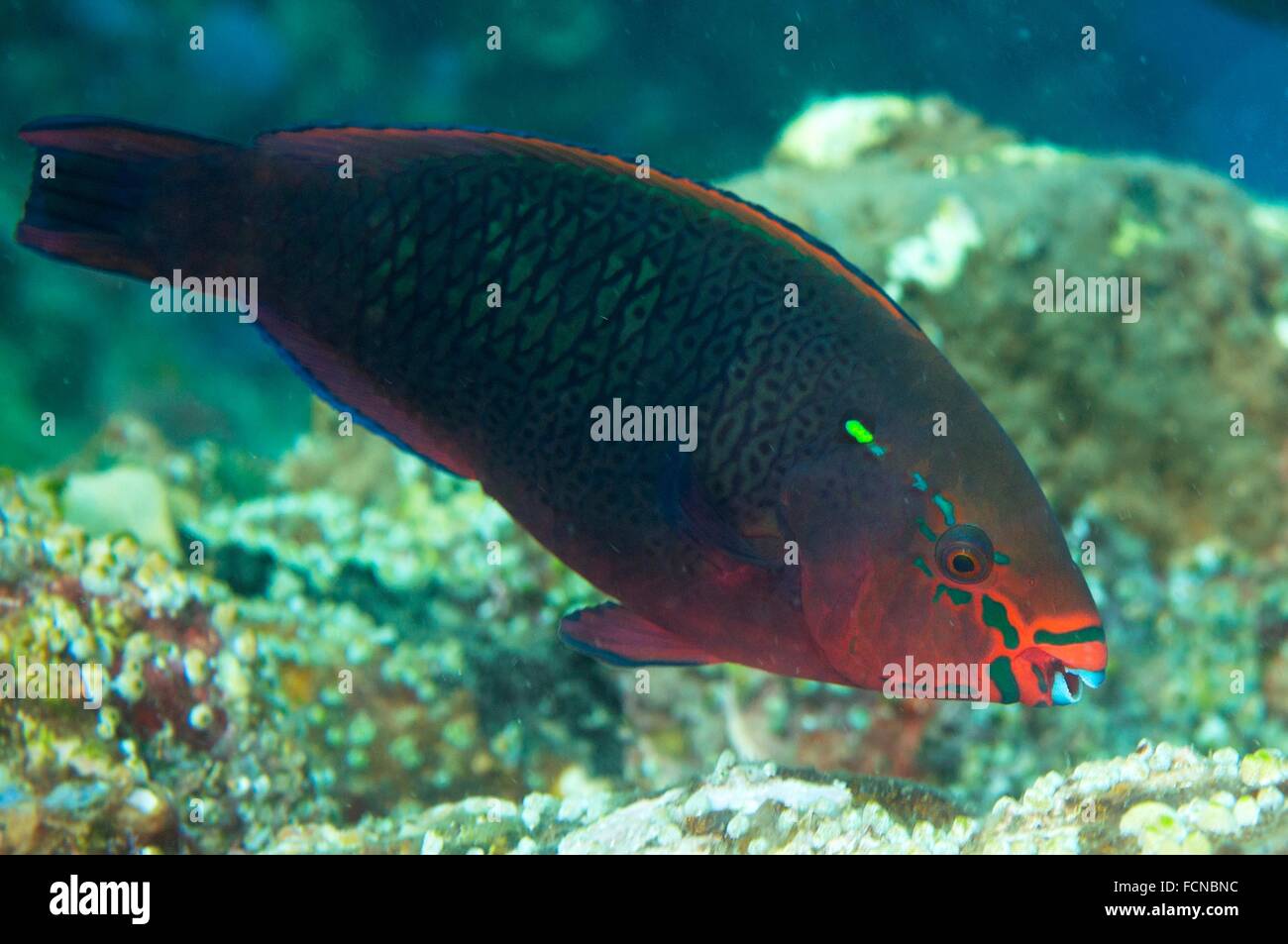 Indonesia and niger hi-res stock photography and images - Alamy