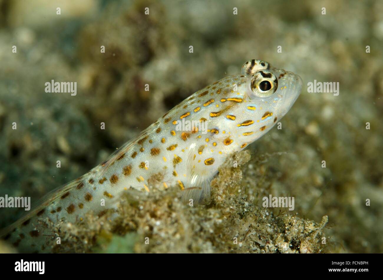 Silverspot silverspot hi-res stock photography and images - Alamy