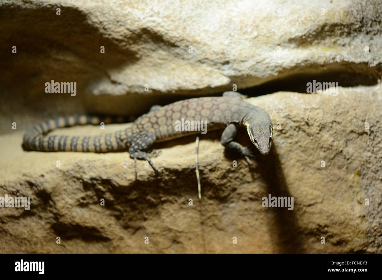 Perentie Varanus Giganteus High Resolution Stock Photography and Images ...