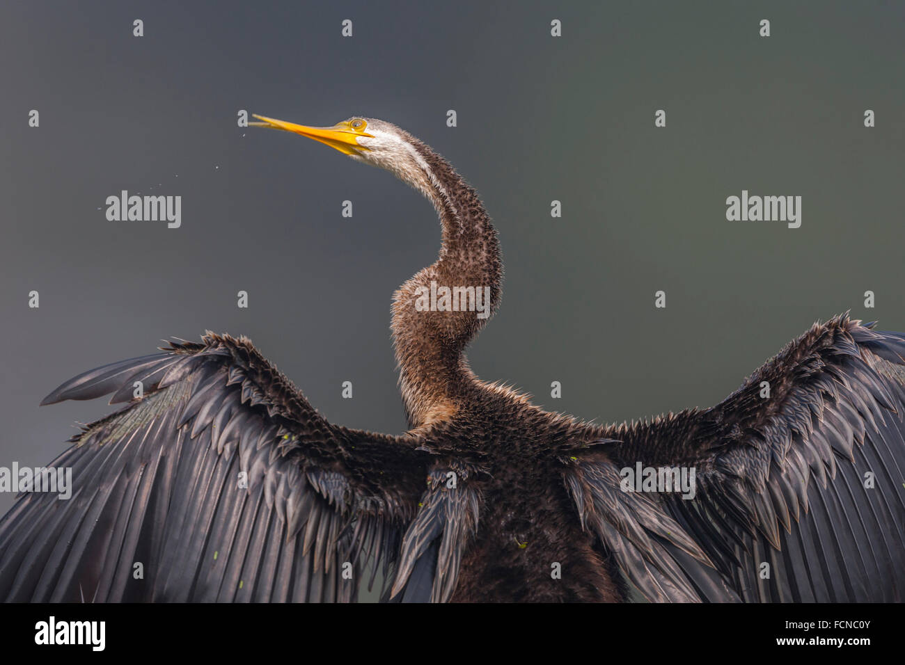 Indian snake bird hi-res stock photography and images - Alamy