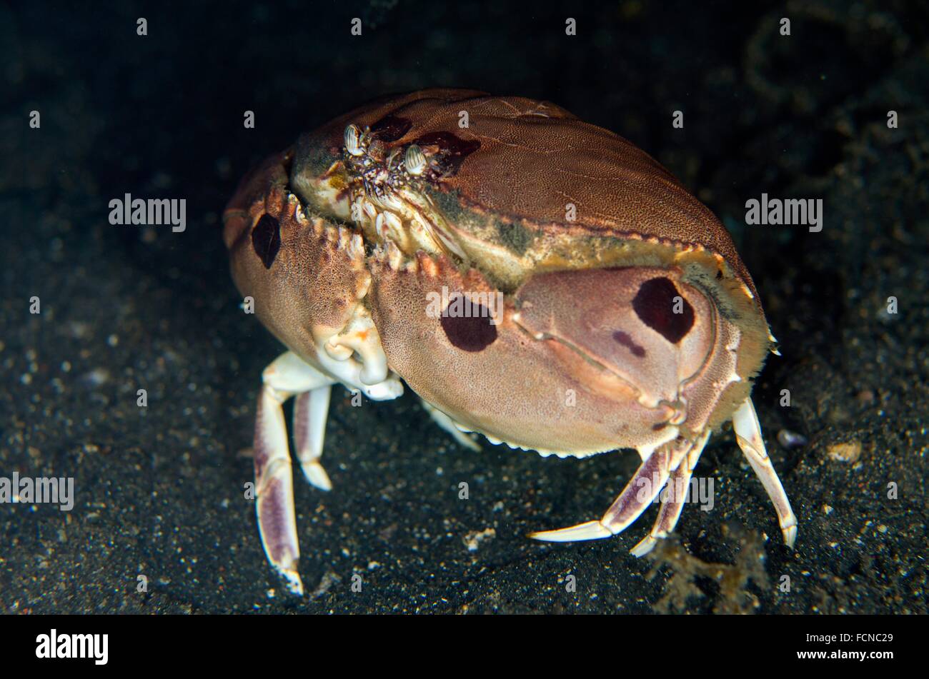 Calappa Calappa High Resolution Stock Photography and Images - Alamy