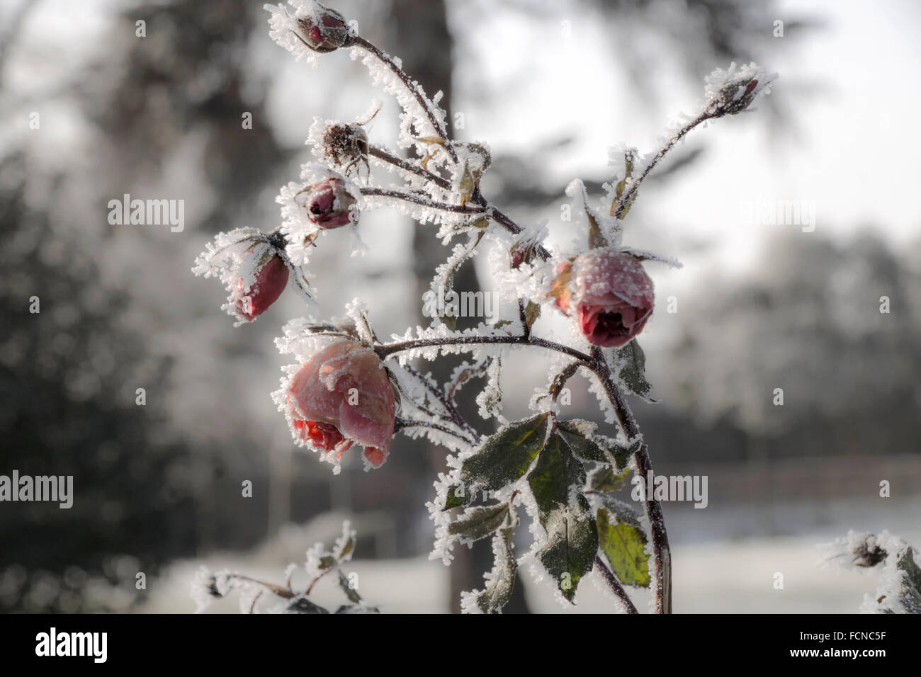 Ice and roses hi-res stock photography and images - Alamy