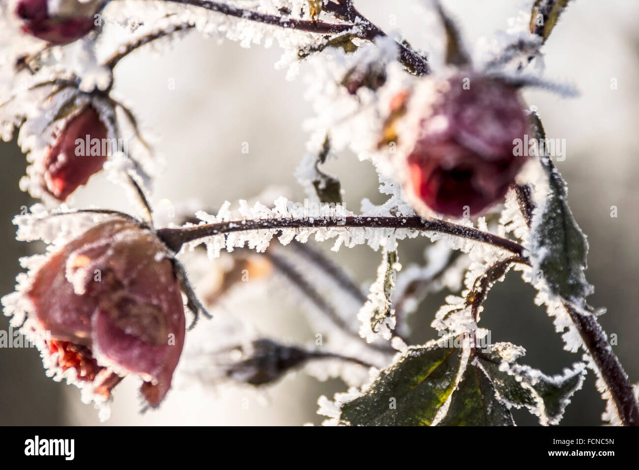 Red rose covered with frost Stock Photo - Alamy