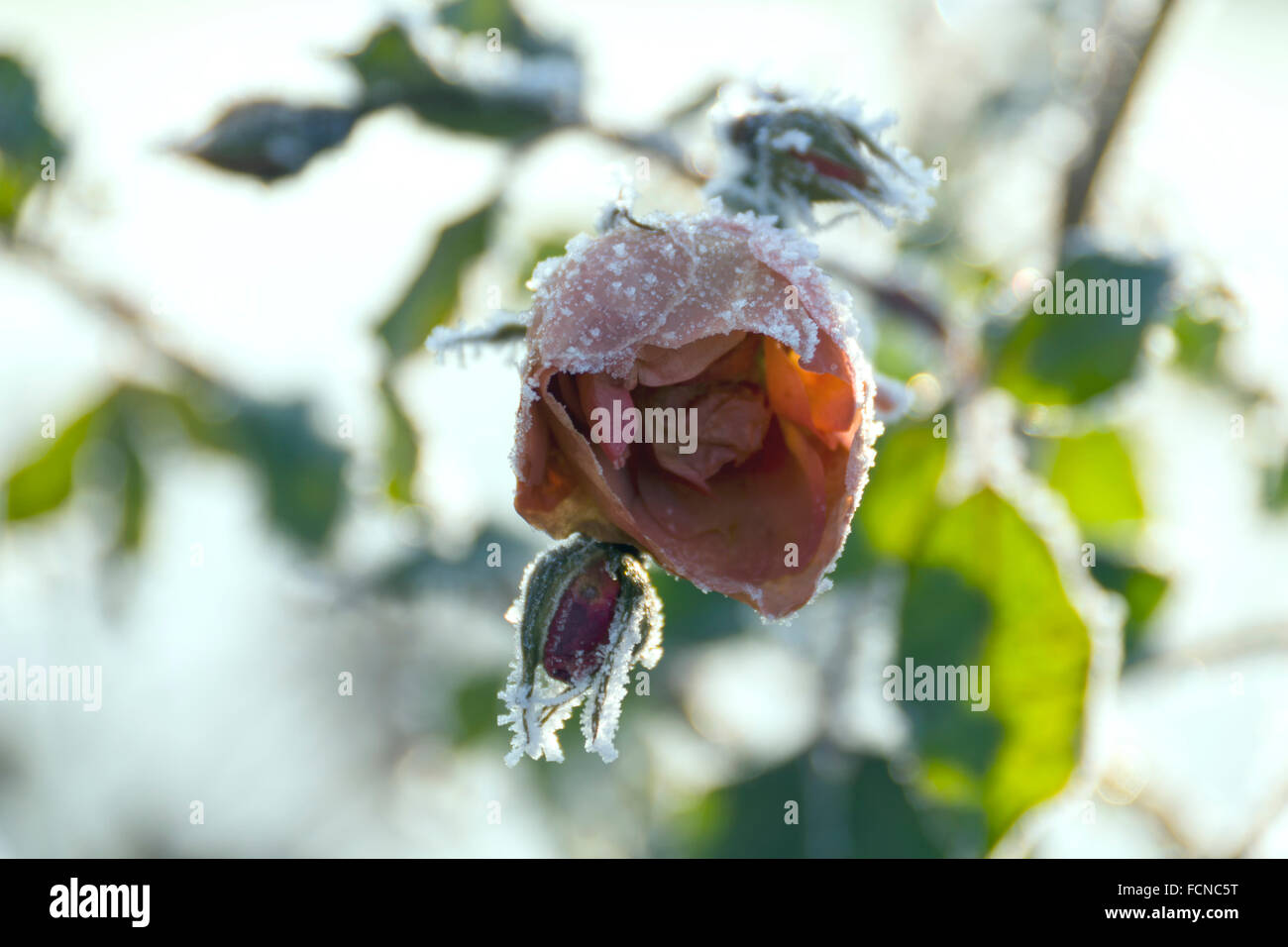 Ice rose hi-res stock photography and images - Alamy