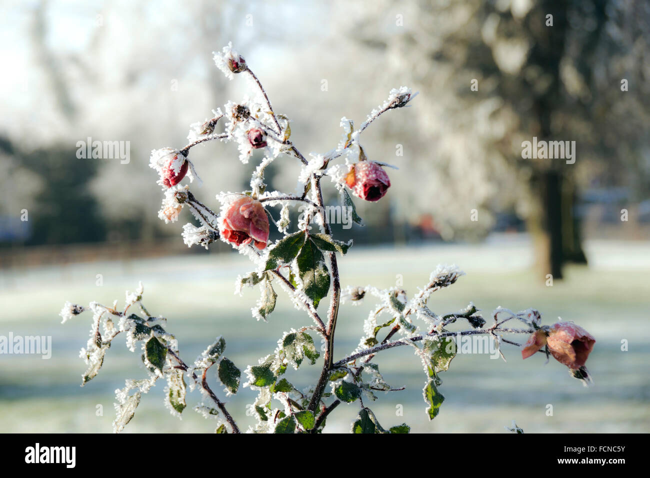 Ice and roses hi-res stock photography and images - Alamy