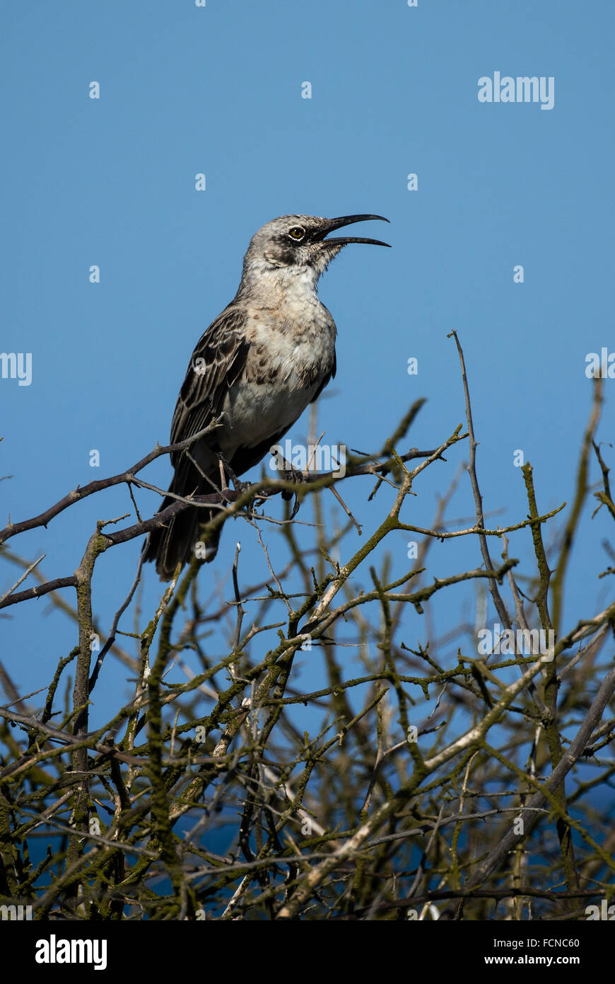 Espanola mockingbird mimus macdonaldi hi-res stock photography and ...
