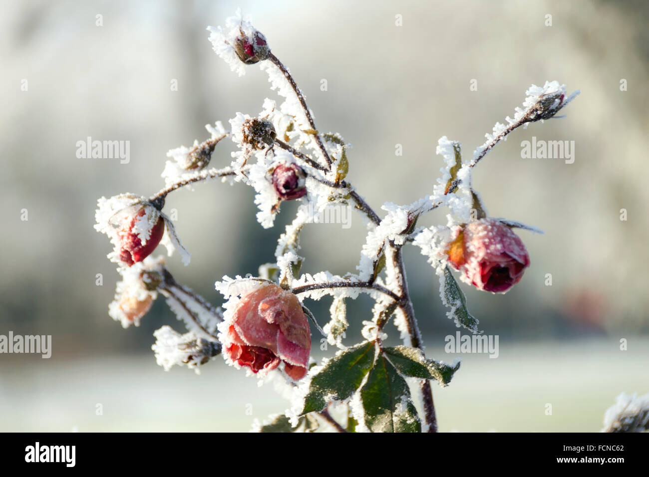 Pink rose bud covered hi-res stock photography and images - Alamy