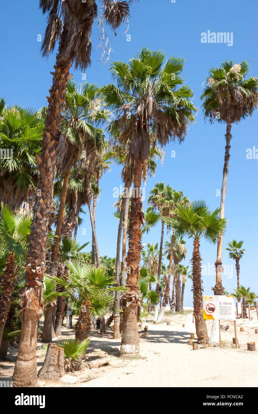 Series California Big Trees High Resolution Stock Photography and ...