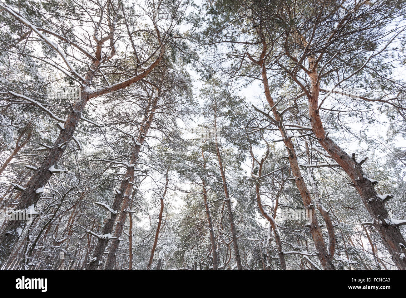 Beautiful scenery snowy tree tops hi-res stock photography and images ...