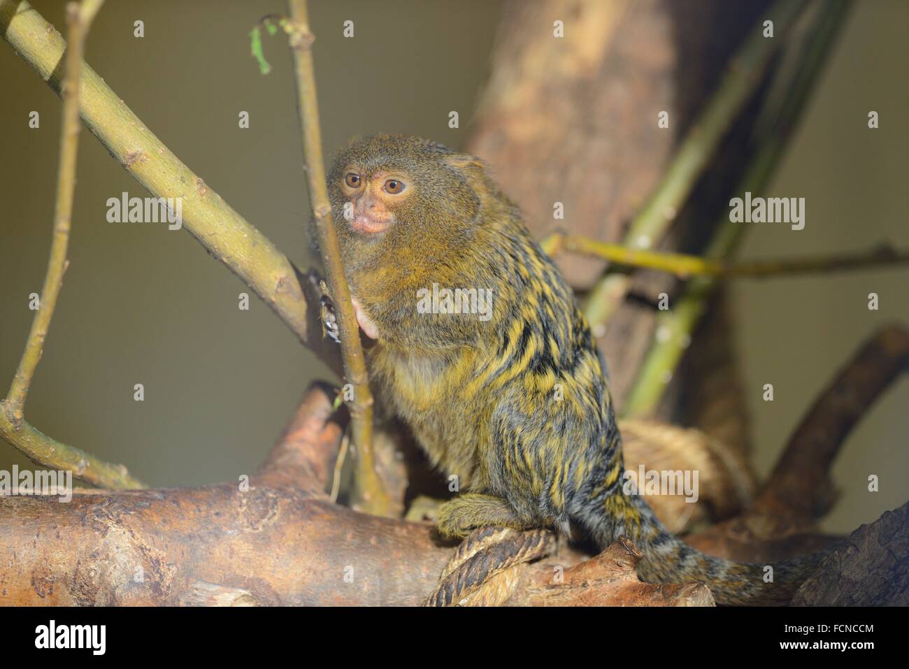 Cebuella pygmaea marmoset hi-res stock photography and images - Alamy