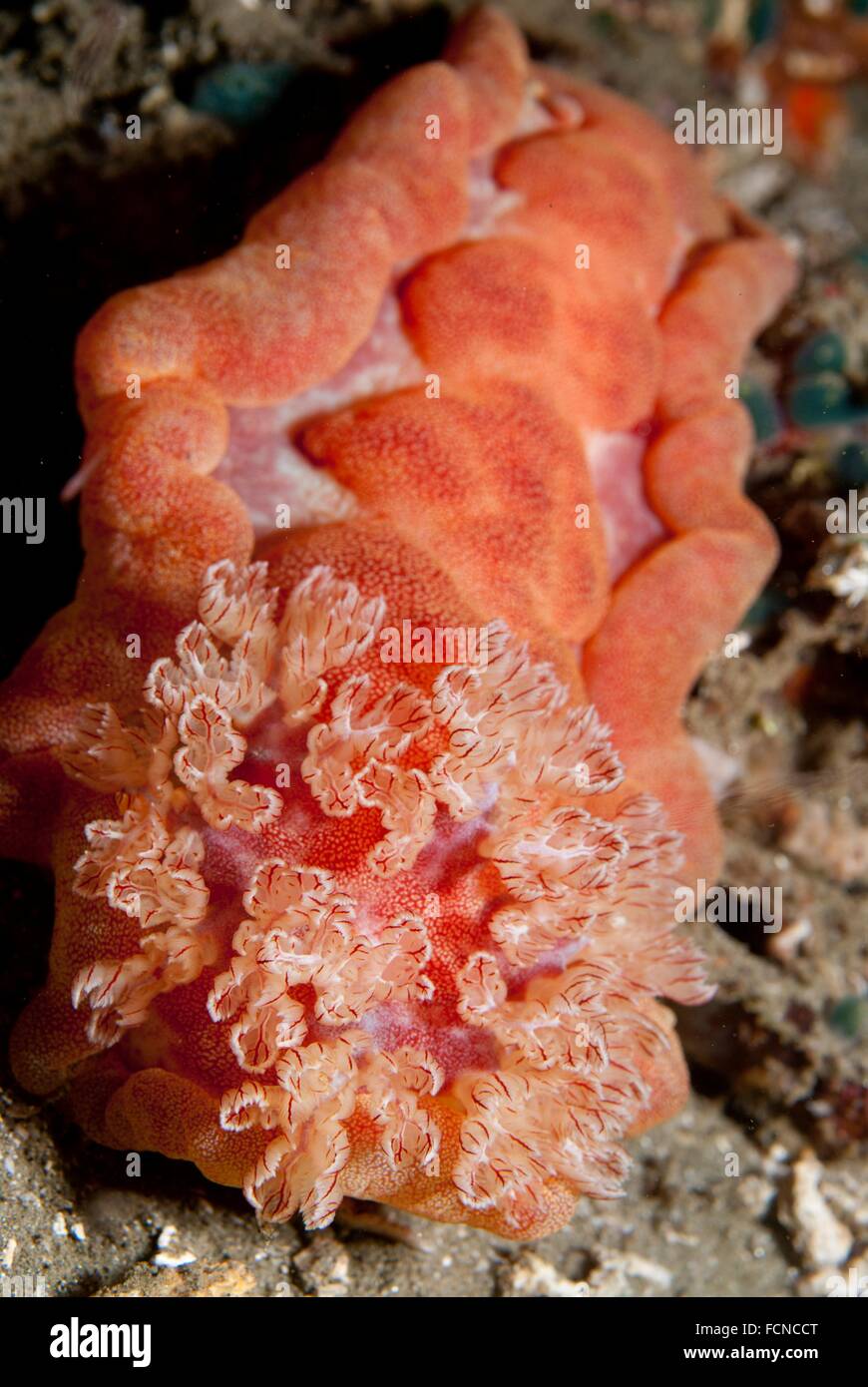 Nocturnal rhinoceros hi-res stock photography and images - Alamy