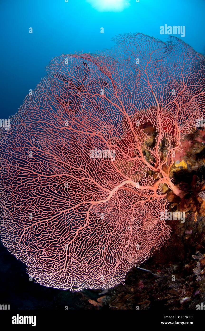 Volcano Cauldron High Resolution Stock Photography and Images - Alamy