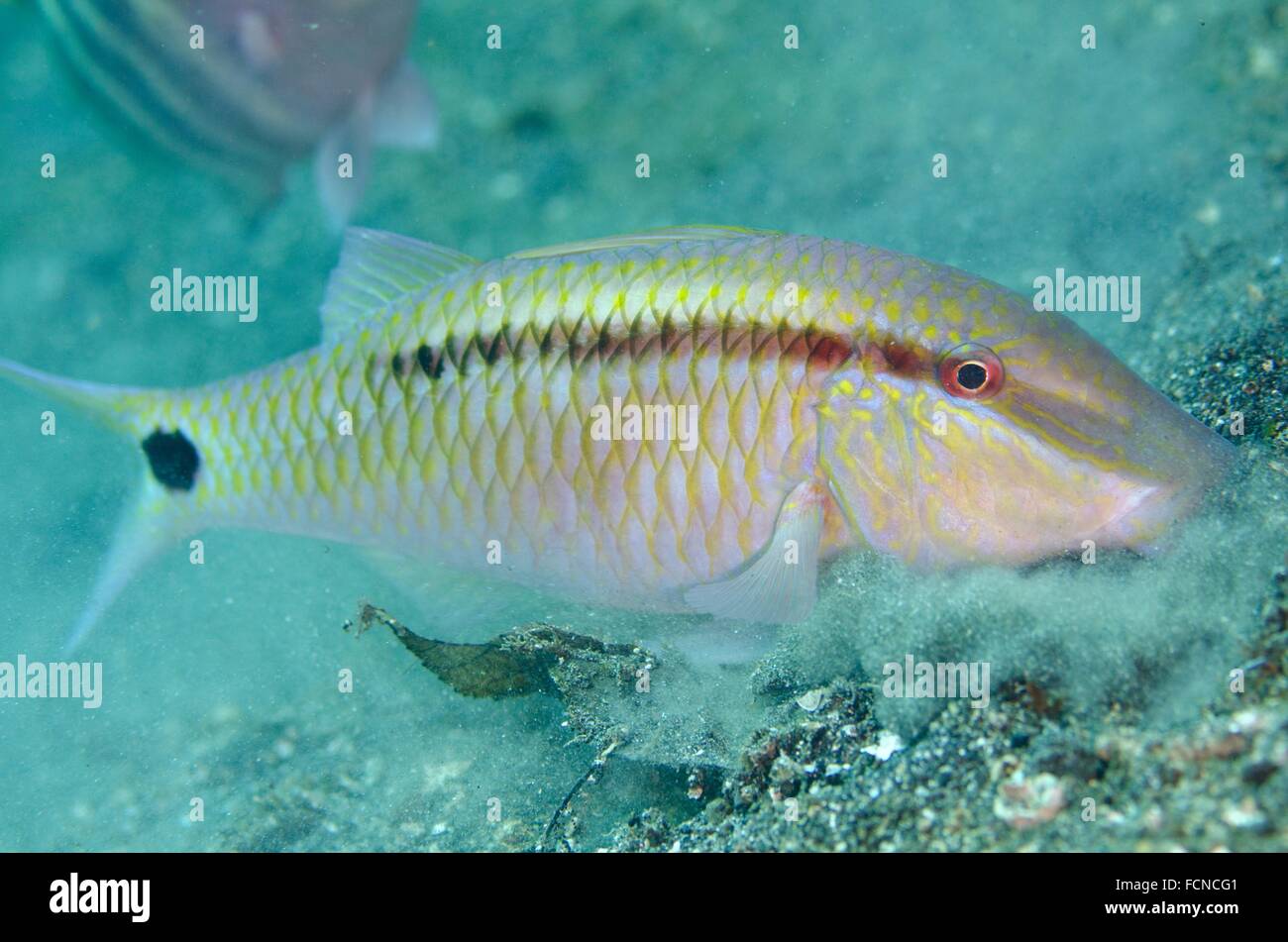 Barberinus High Resolution Stock Photography and Images - Alamy