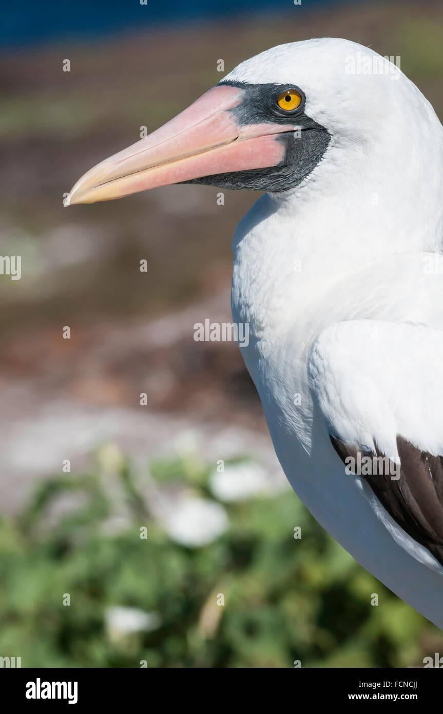 Nazca Booby, Sula granti, Isla Genovesa, Galapagos Islands, Ecuador ...