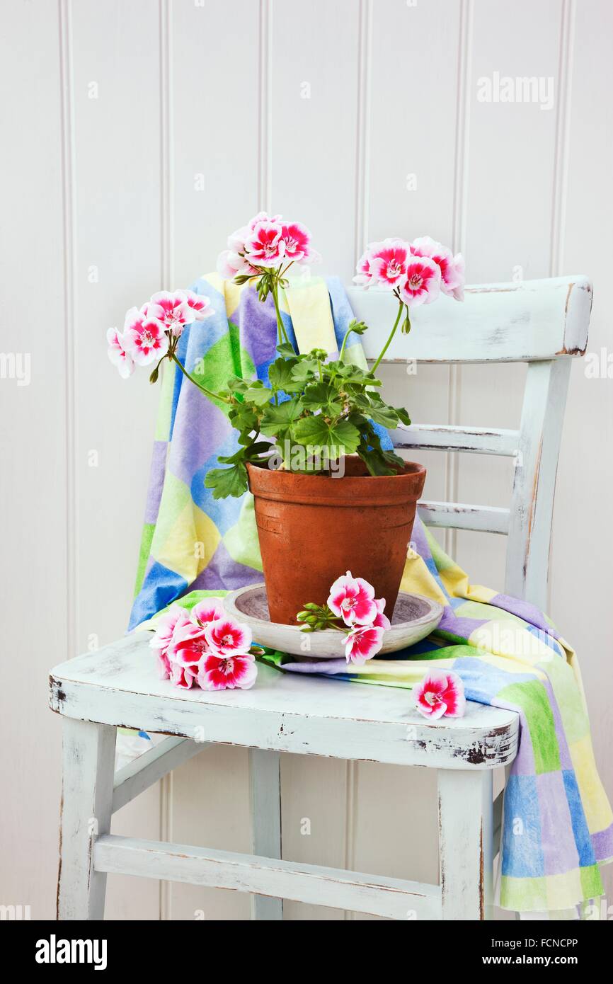 Still life with geranium hi-res stock photography and images - Alamy