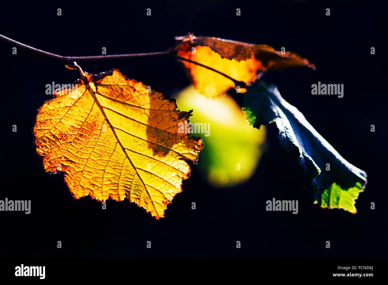Backlit hazel leaf hi-res stock photography and images - Alamy