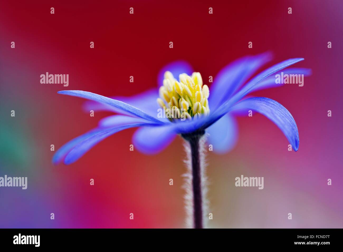 Flowering corm hi-res stock photography and images - Alamy