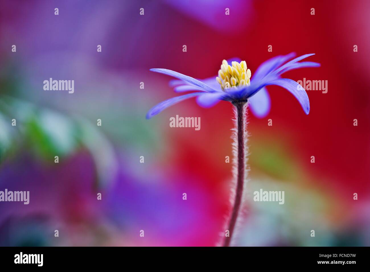 Flowering corm hi-res stock photography and images - Alamy