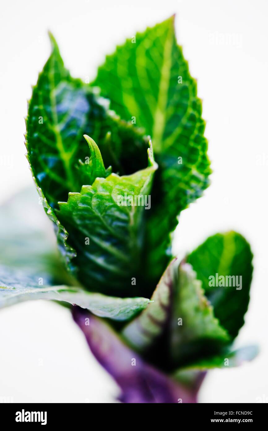 New spring growth on Hydrangea shrub Stock Photo - Alamy