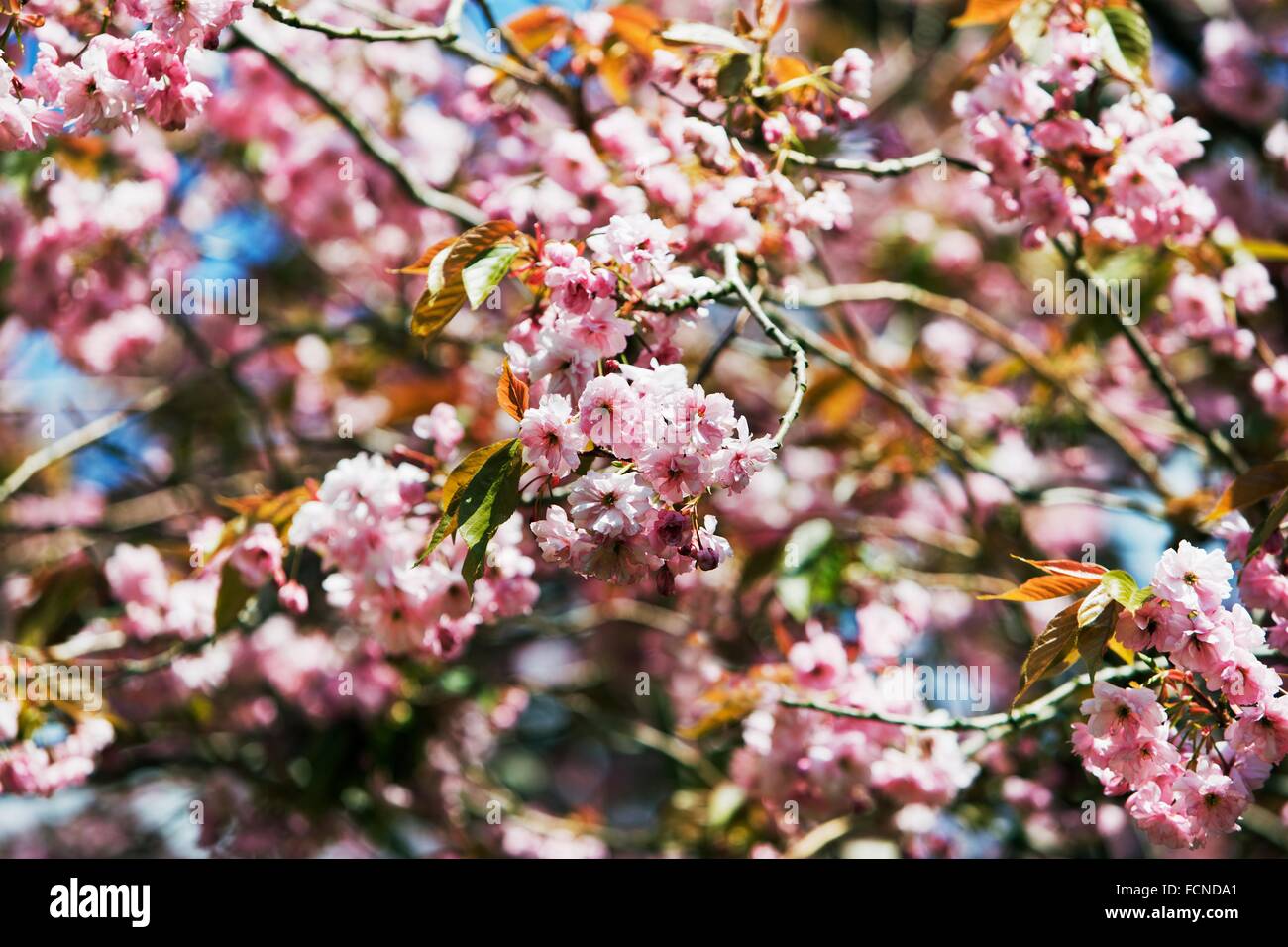 Prunus cherry hi-res stock photography and images - Alamy