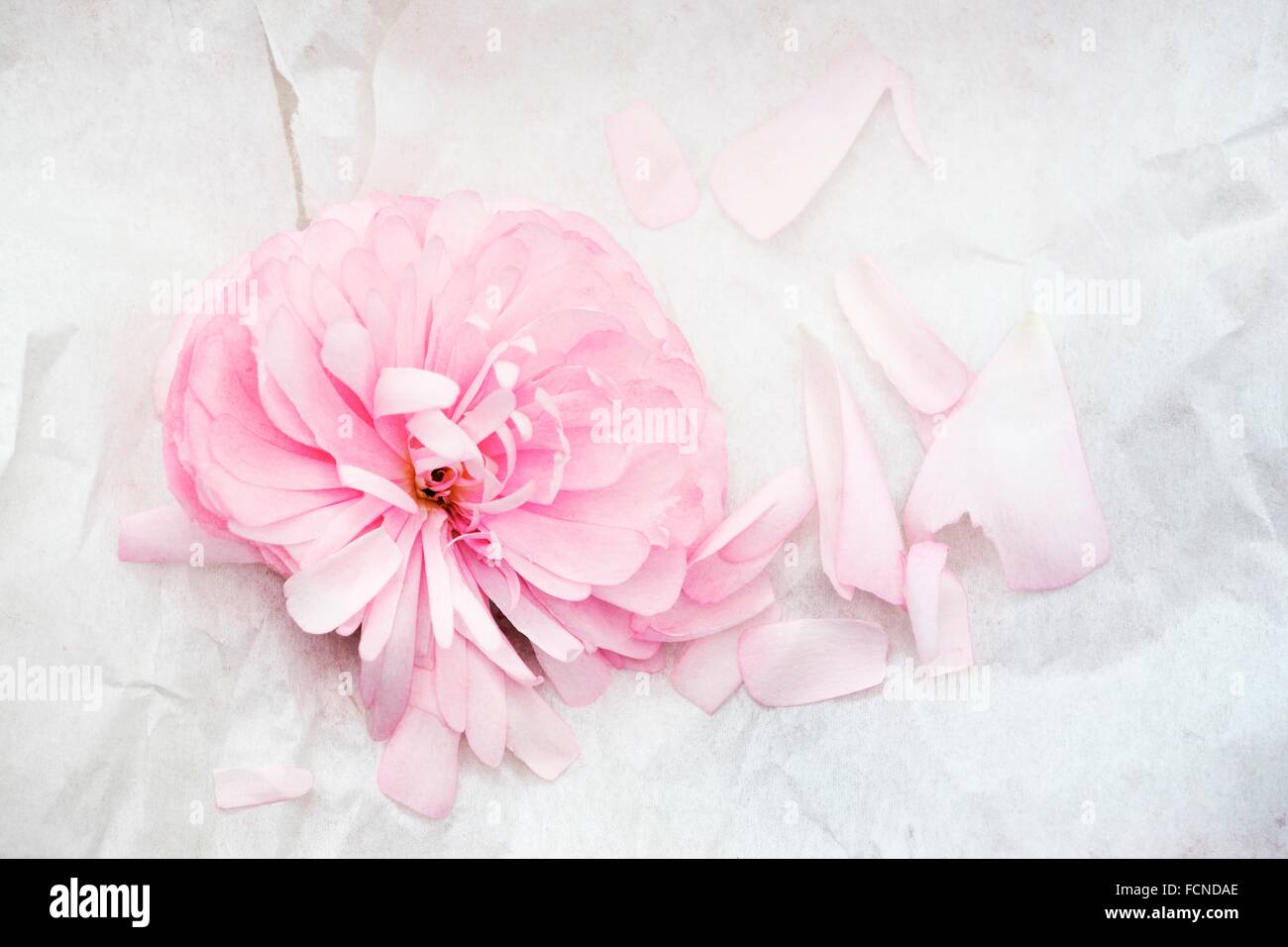Flower decomposition hi-res stock photography and images - Alamy