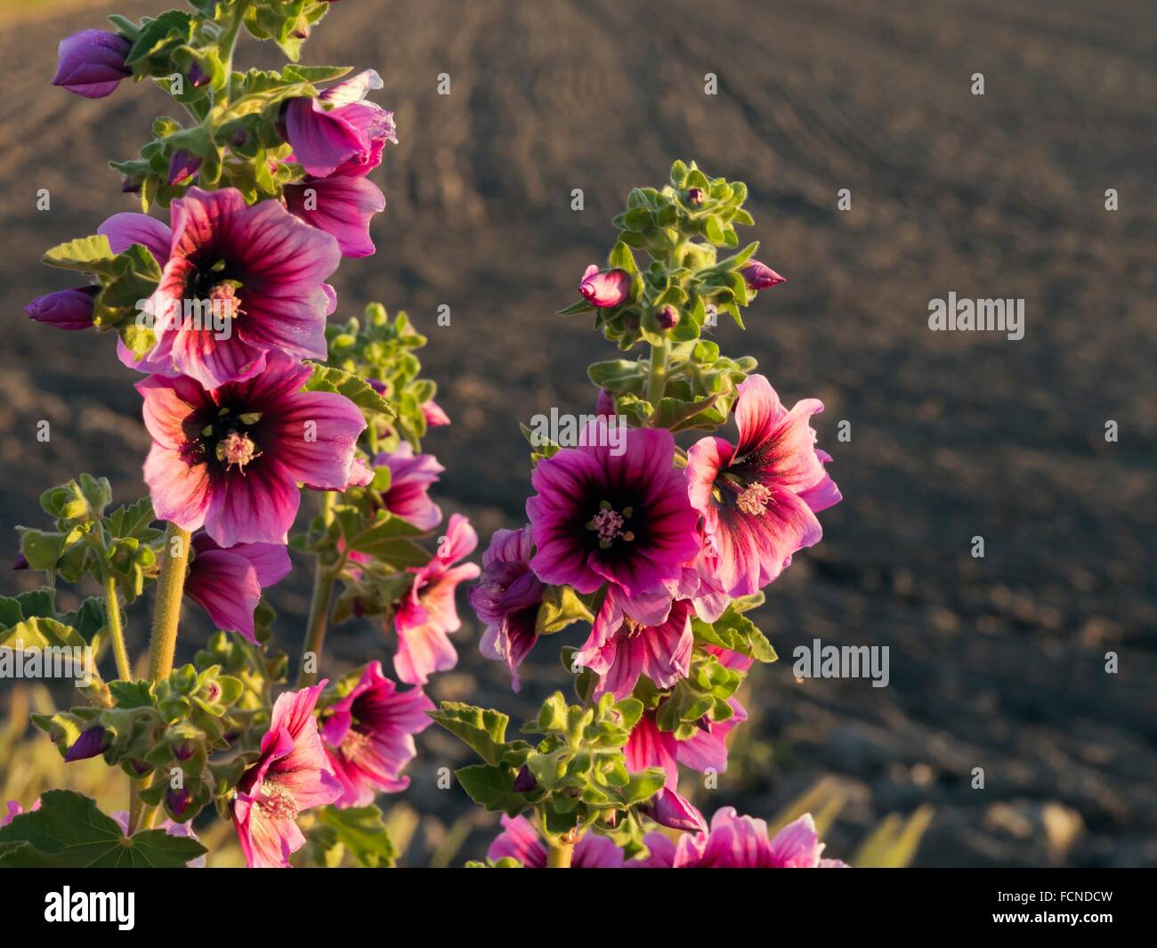 Growing at border of ploughed field hi-res stock photography and images ...
