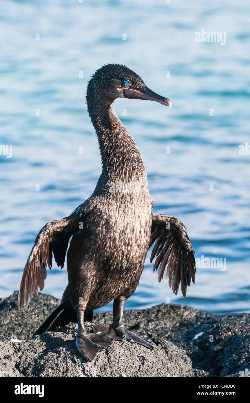 Flightless Cormorant (Galapagos Cormorant), Phalacrocorax harrisi, Isla ...