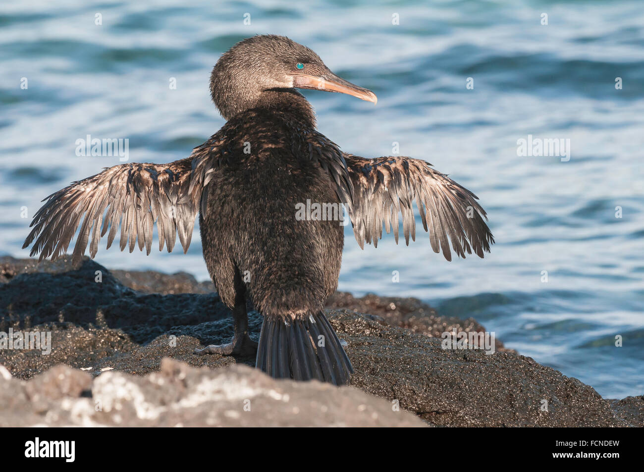 Flightless Cormorant (Galapagos Cormorant), Phalacrocorax harrisi, Isla ...