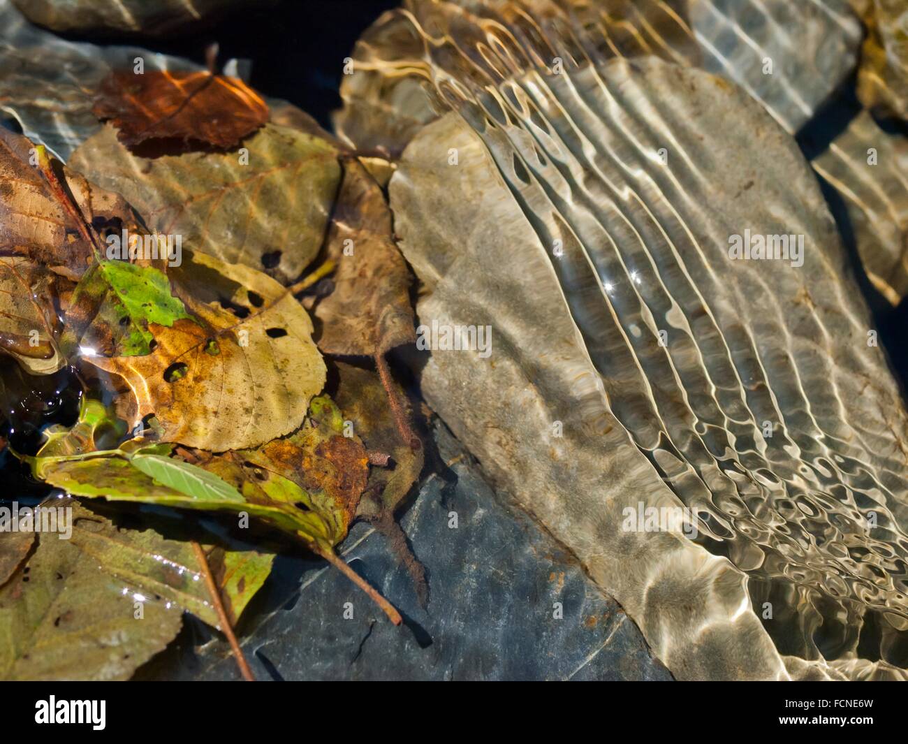 Tordera river bank. Montseny Natural Park. Barcelona province ...